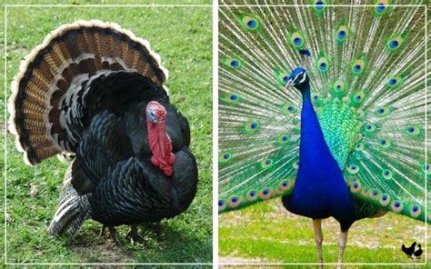 3 Different Types Of Peacocks Learnpoultry