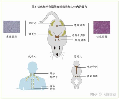 棕色脂肪与米色脂肪的产热机制 知乎