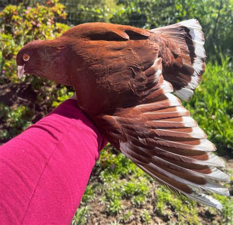 Firestorm by MyPigeons on DeviantArt