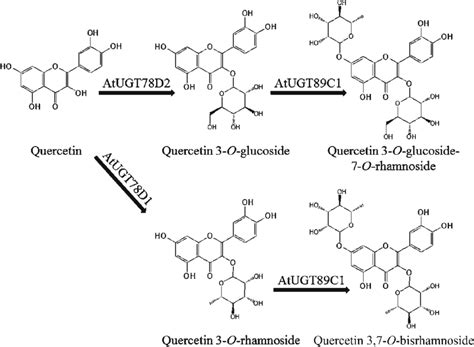 Synthesis Of Quercetin 3 O Glucoside 7 O Rhamnoside And Quercetin