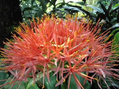 Rainforest Flowers Names And Their