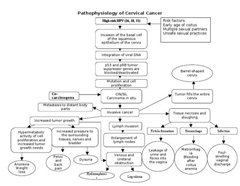 Pathophysiology Of Cervical Cancer