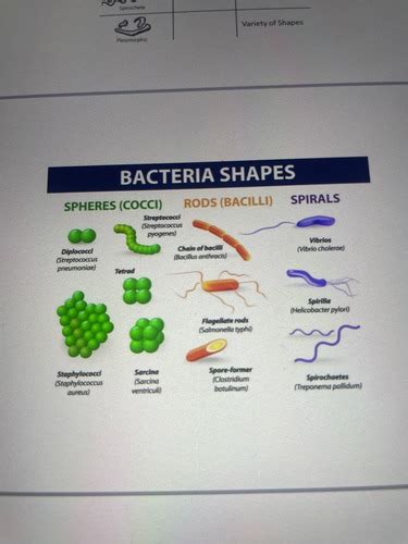 Lab Practical Flashcards Quizlet