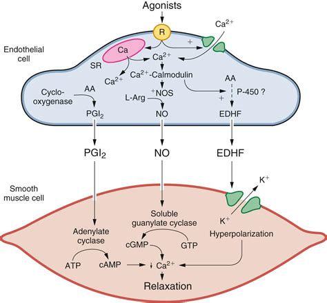 Vascular Physiology Clinical Tree