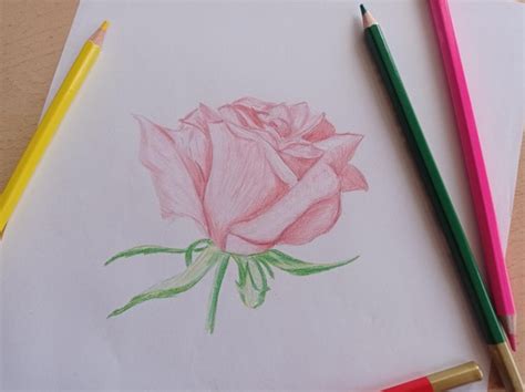 Easy Pencil Sketches Of Roses