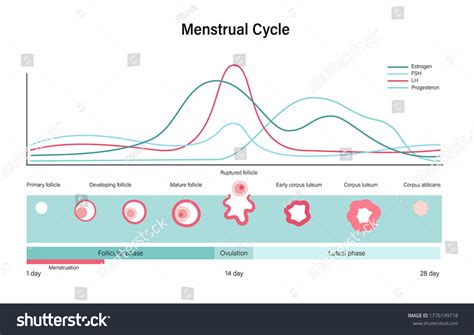 Menstrual Cycle Hormones