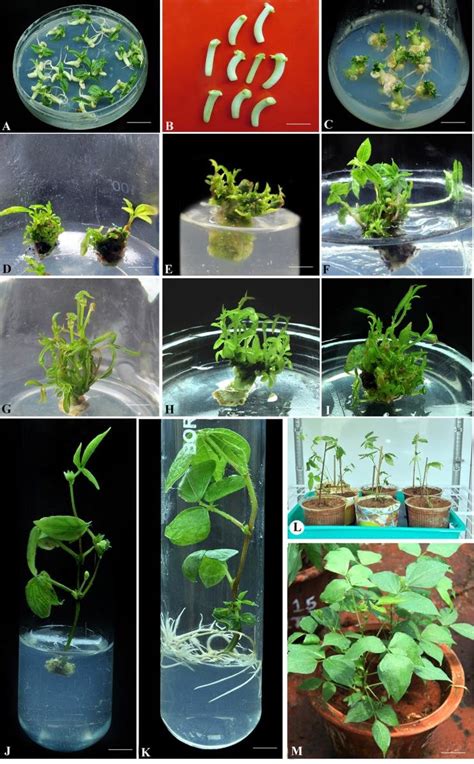 High Frequency Plant Regeneration In Black Gram Cv T9 From