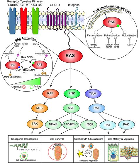 What Does Ras Stand For In Cancer At Douglas Nunez Blog