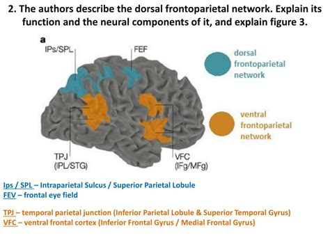 Ppt Spatial Neglect And Attention Networks By Maurizio Corbetta