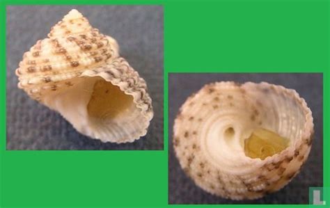 Euchelus Asper Schelp Lastdodo