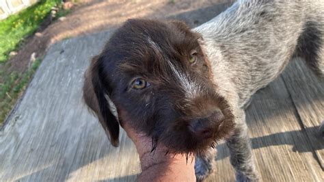 German Wirehair Pups