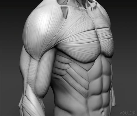 Torso Study Zbrush 3d Sculpt On Behance
