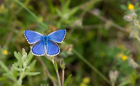 Karner Blue Butterfly Scientific Name