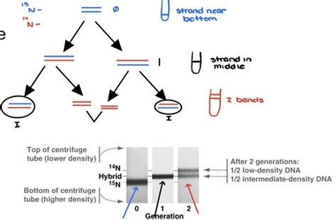 Cell Molec Biology Chapter Fundamentals Of Molecular Biology Flashcards Quizlet