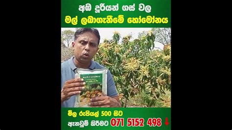 අඹ මල් ලබා ගැනීමේ හෝමෝන Youtube
