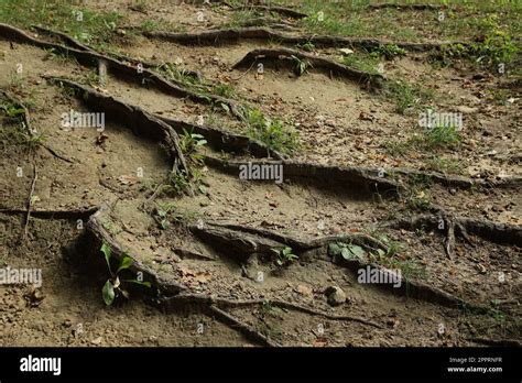 Tree Roots Visible Through Ground In Forest Stock Photo Alamy