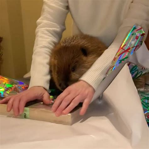 Meet Beave The Beloved Beaver Who Has Gone Viral On Tiktok