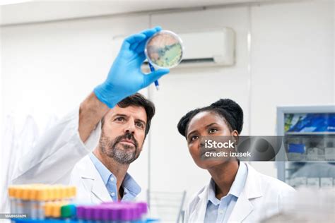 실험실에서 일하는 동안 페트리 접시에서 화학 물질을 조사하는 남녀 과학자 2명에 대한 스톡 사진 및 기타 이미지 2명 Stem 주제 건강 검진 Istock