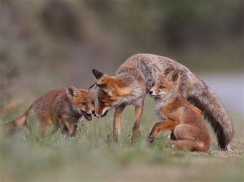 Adaptations Of A Red Fox Behavioral Structural And Physiological