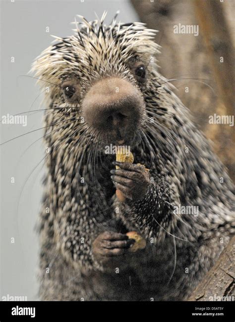 While She Eats A Peanut This Female Prehensile Tailed Porcupine Or