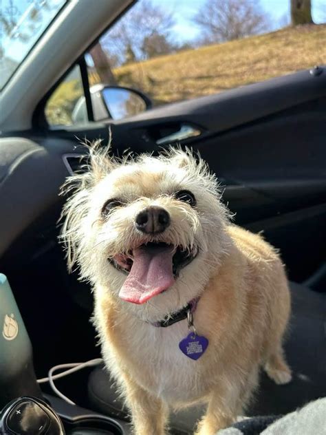 Oc Just My Tiny Toothless Dog Loving The Sun And A Car Ride Raww