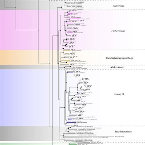 Maximum Likelihood Phylogenetic Tree Of Predicted Major Capsid Protein