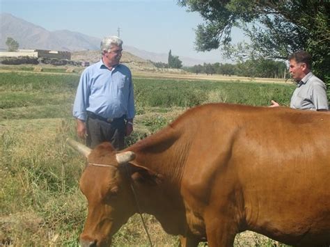 تیشه واردات بر ریشه دامدارینژاد گاو سراب در ورطه نابودی خبرگزاری مهر