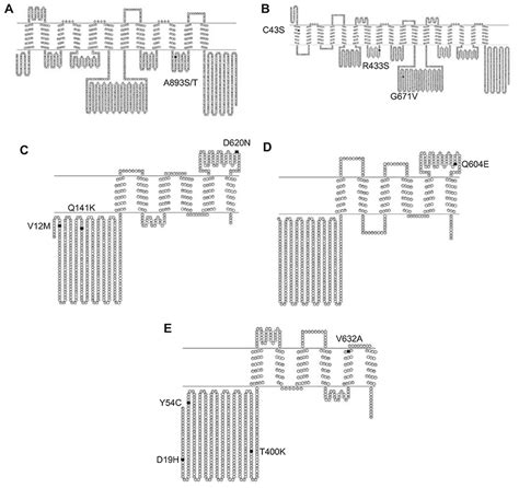 Variation And Evolution Of The Abc Transporter Genes Abcb1 Abcc1