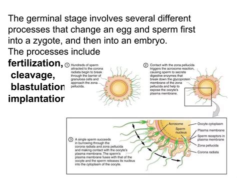 Pre Natal Development Ppt