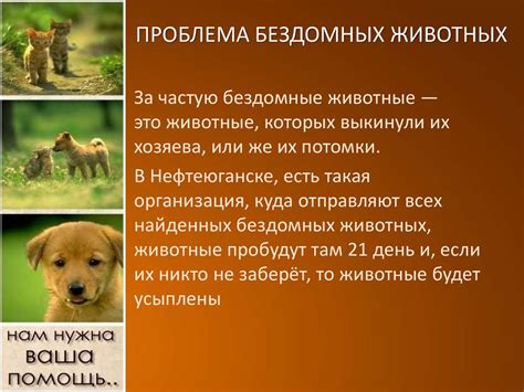 Защита бездомных животных презентация онлайн