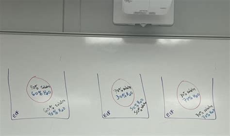 Physiology Exam 2 Flashcards Quizlet