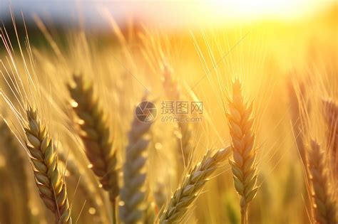 随风飘动的麦苗高清图片下载 正版图片600431880 摄图网