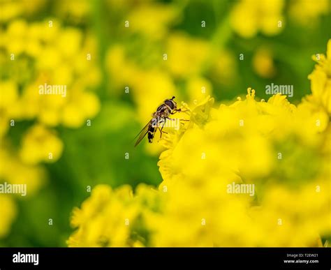 A Small Hoverfly Feeds From A Cluster Of Wild Mustard Flowers Bloom In