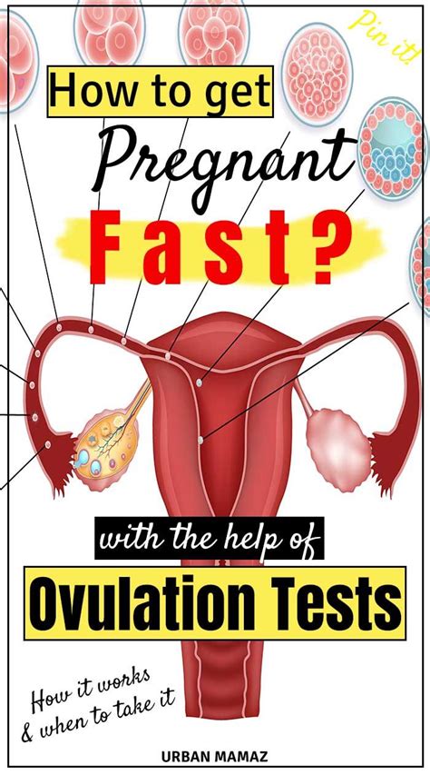 Ovulation Test How To Use It And When Is The Best Time To Take It Artofit