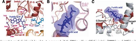 Figure 1 From The Structure Of The Ribosome With Elongation Factor G