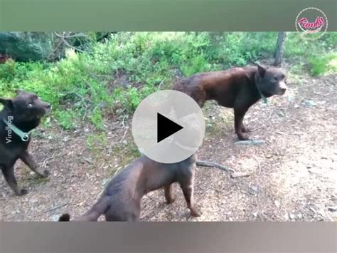 고도로 훈련된 사냥개들ㄷㄷ 포텐 터짐 최신순 에펨코리아