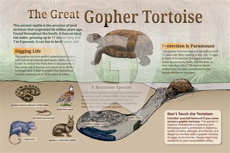 Gopher Tortoise Wilderness Graphics Inc