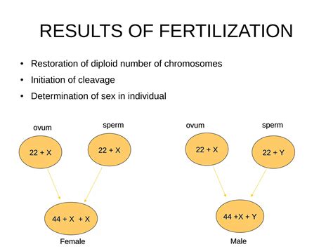 Development Of Face Odp