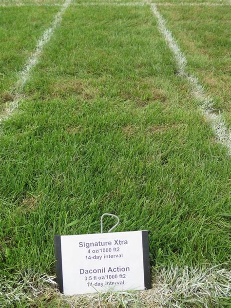 Summer 2017 Pythium Blight Turfgrass Diagnostic Lab Summer 2017 Pythium Blight Turfgrass Diagnostic Lab