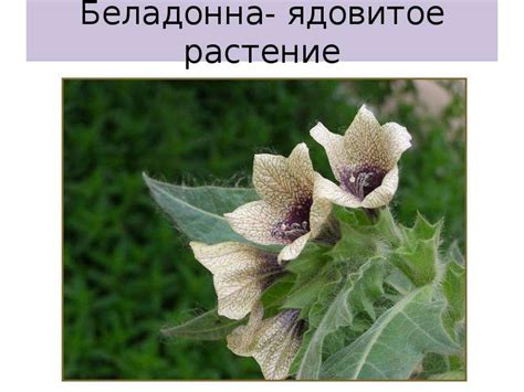 Семейство Пасленовые скачать презентацию