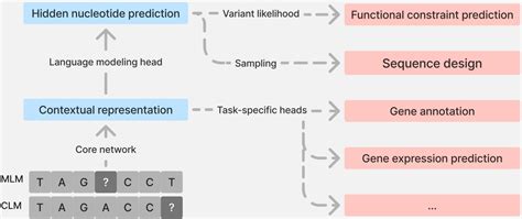 论文审查 Genomic Language Models Opportunities And Challenges