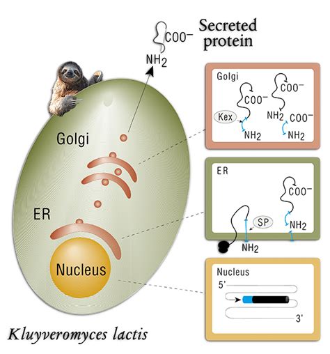 K Lactis Protein Expression Kit New England Biolabs Gmbh