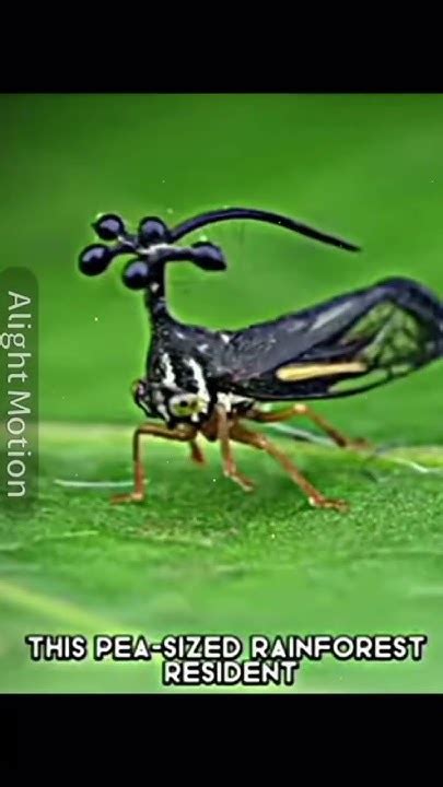 Mahoraga Bug Adaptation Bugfull Credit And Inspo From Rovaedits