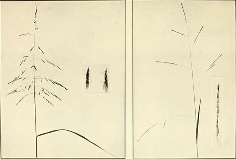 The Book Of Grasses An Illustrated Guide To The Common Grasses And