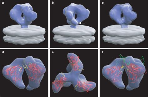 Averaged 3d Structure Of The Trimeric Glycoprotein Spike On Native Download Scientific Diagram