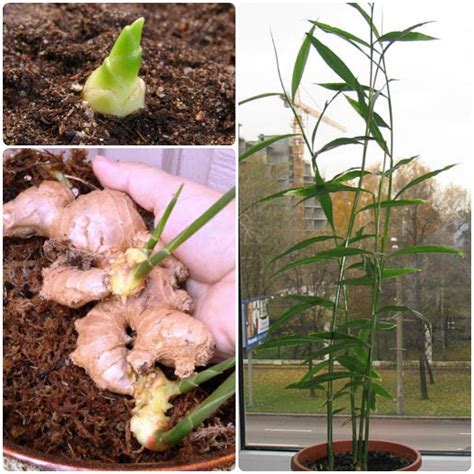 Имбирь на подоконнике Выращивание имбиря в домашних условиях