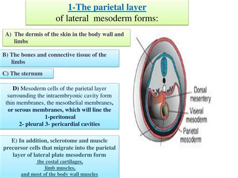 Ppt Derivatives Of The Ectodermal Germ Layer Powerpoint Presentation Id 1981616