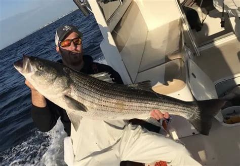 Striped Bass Facts Fishin Money Fishing Tips