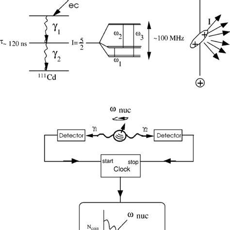 Schematic Of Perturbed Angular Correlation Spectroscopy Pac Top