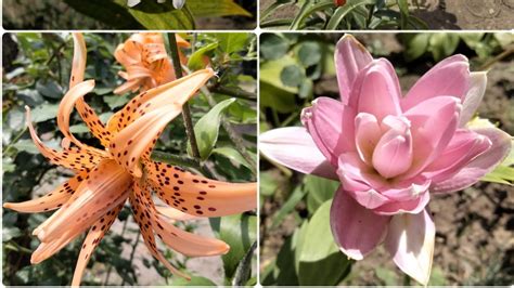 Лілії опис огляд сортів в моєму саду Махрові ліліії Тігрові лілії Ароматні лілії Youtube